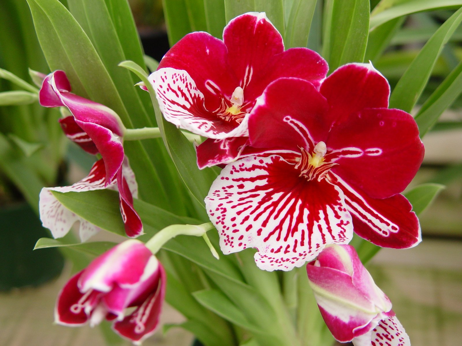 Art Galleries in Carmel by the Sea | Visit Carmel California